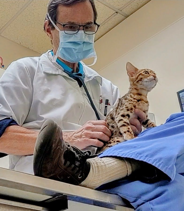 Our Trusted Veterinary - Bougie Bengal Kittens